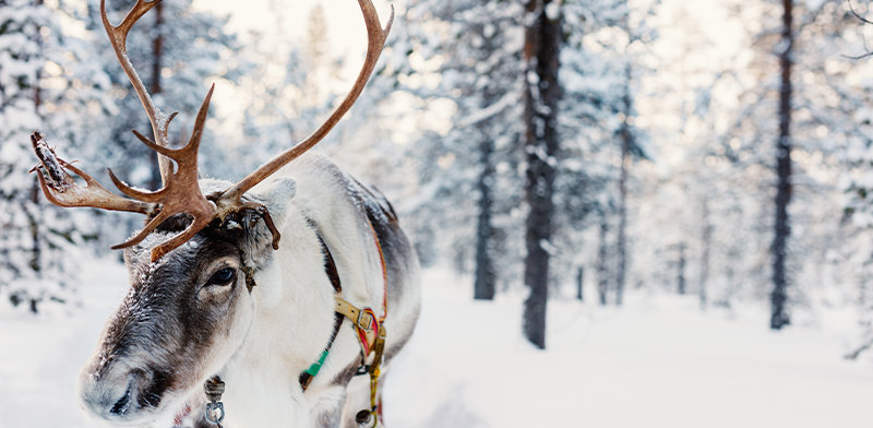 La renna, l’animale più natalizio del Pianeta